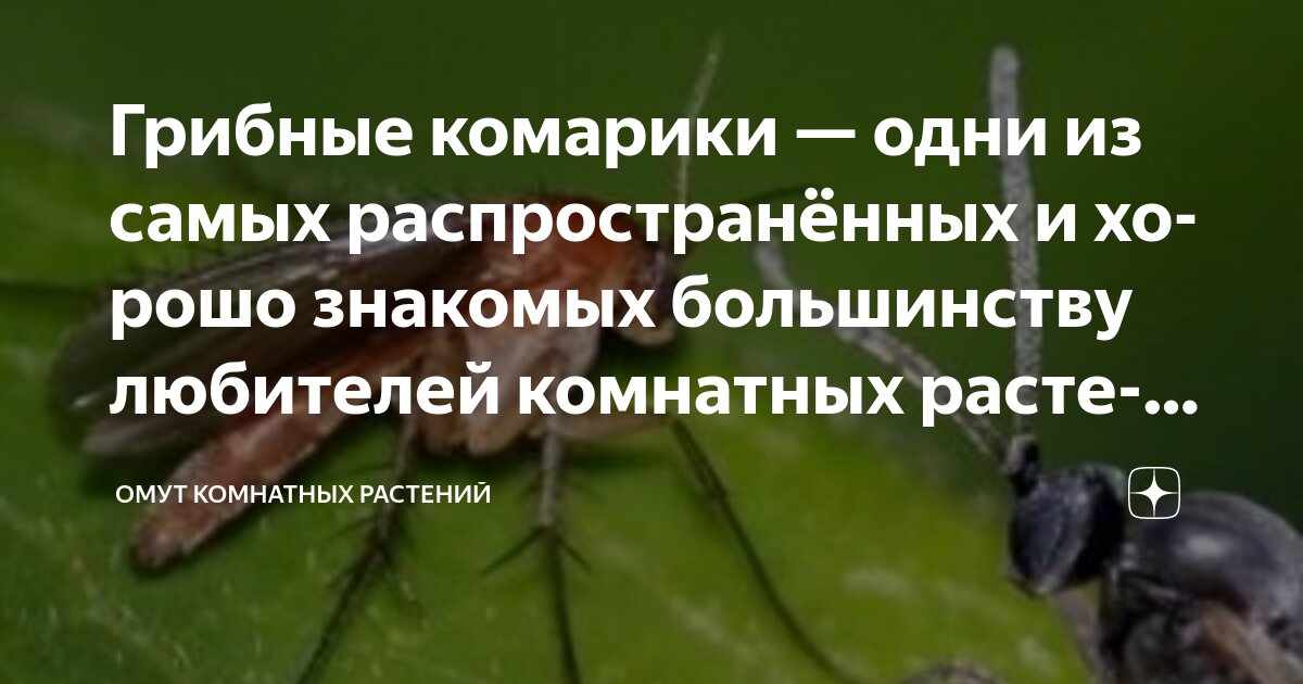 Грибные комарики — одни из самых распространённых и хорошо знакомых большинству любителей