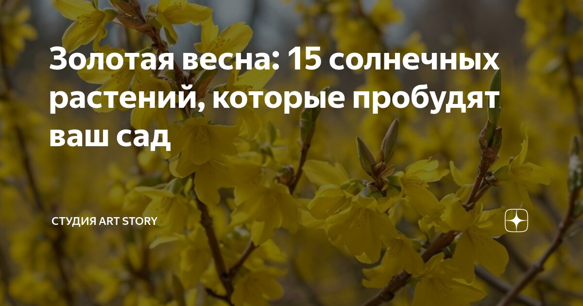 Золотая весна: 15 солнечных растений, которые пробудят ваш сад | Студия ...