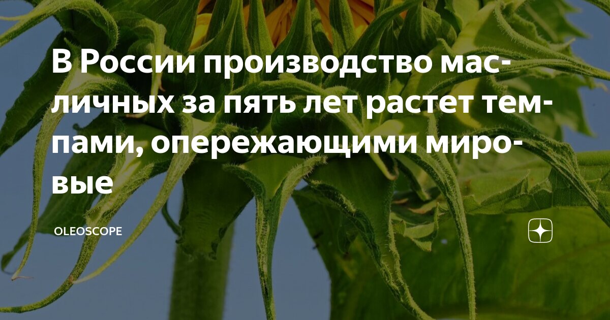 В России производство масличных за пять лет растет темпами ...