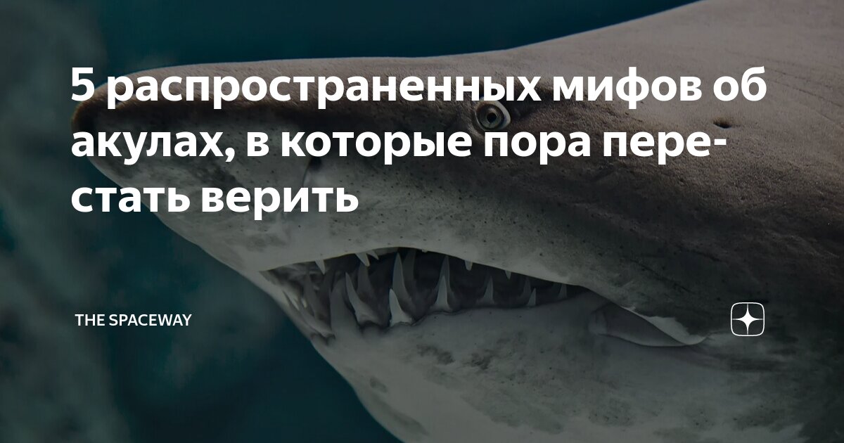 5 распространенных мифов об акулах, в которые пора перестать верить | THE SPACEWAY | Дзен