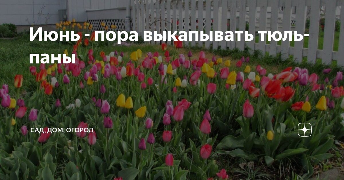 Июнь - пора выкапывать тюльпаны | Сад, дом, огород | Дзен