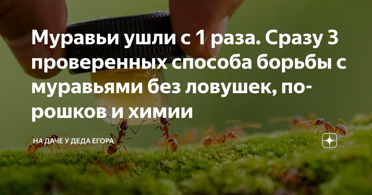 Муравьи ушли с 1 раза. Сразу 3 проверенных способа борьбы с муравьями ...