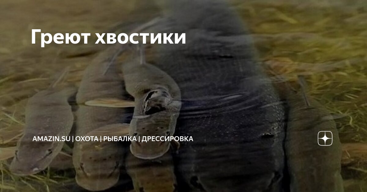 Греют хвостики | Amazin.su | Охота | Рыбалка | Дрессировка | Дзен