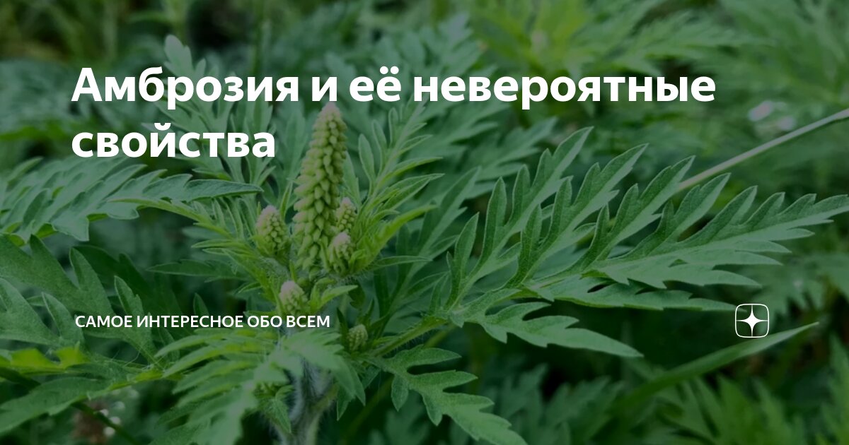 Амброзия и её невероятные свойства | Самое интересное обо всем | Дзен