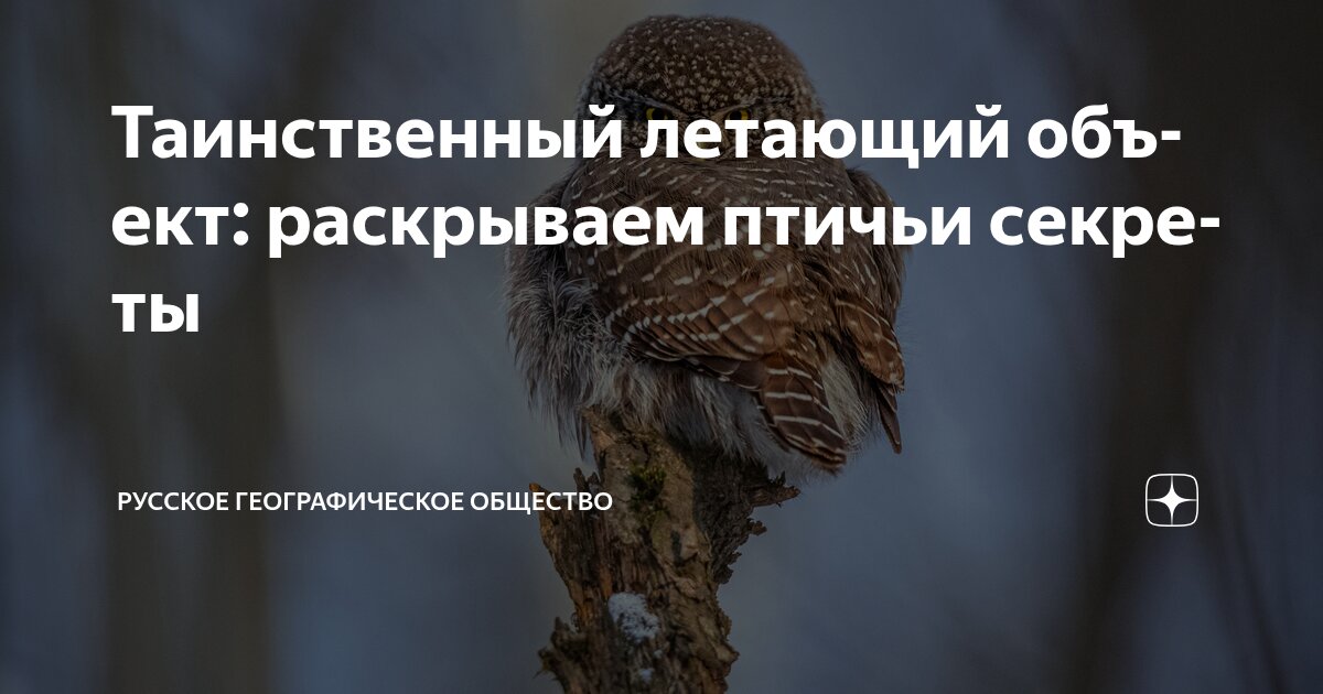 Таинственный летающий объект: раскрываем птичьи секреты | Русское ...