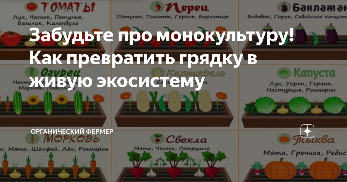 Забудьте про монокультуру! Как превратить грядку в живую экосистему ...