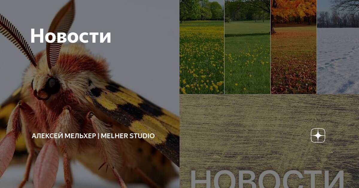 Новости | Алексей Мельхер | MELHER STUDIO | Дзен