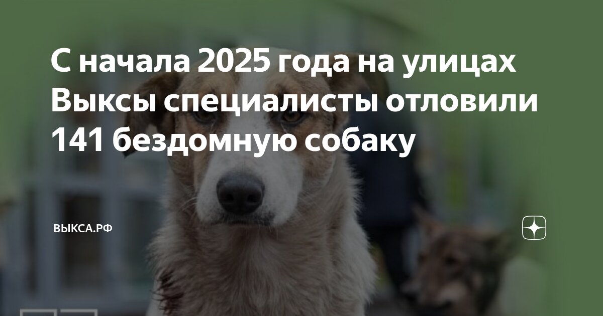 С начала 2025 года на улицах Выксы специалисты отловили 141 бездомную ...