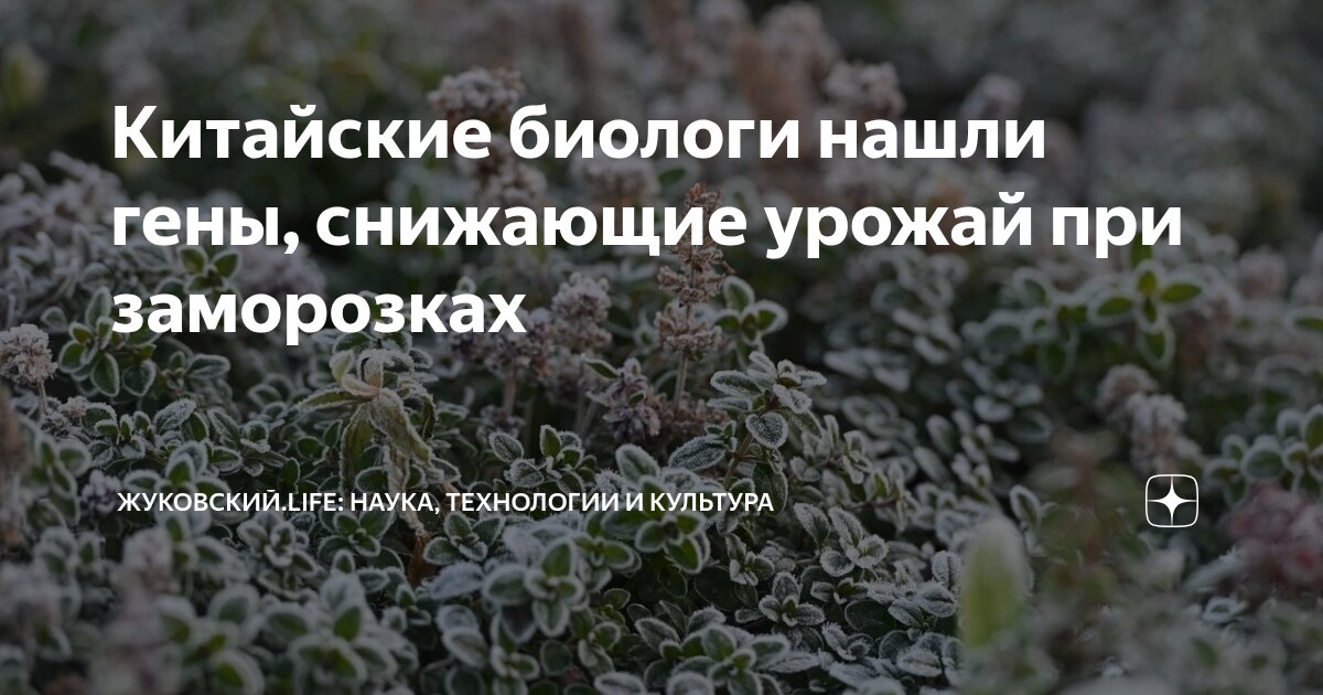 Китайские биологи нашли гены, снижающие урожай при заморозках ...