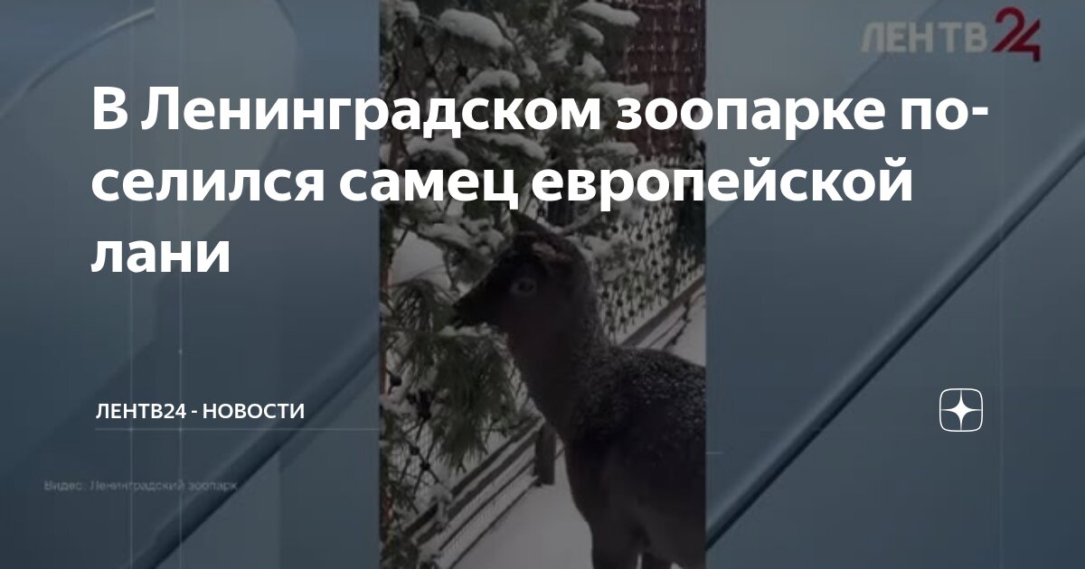 В Ленинградском зоопарке поселился самец европейской лани | ЛенТВ24 ...