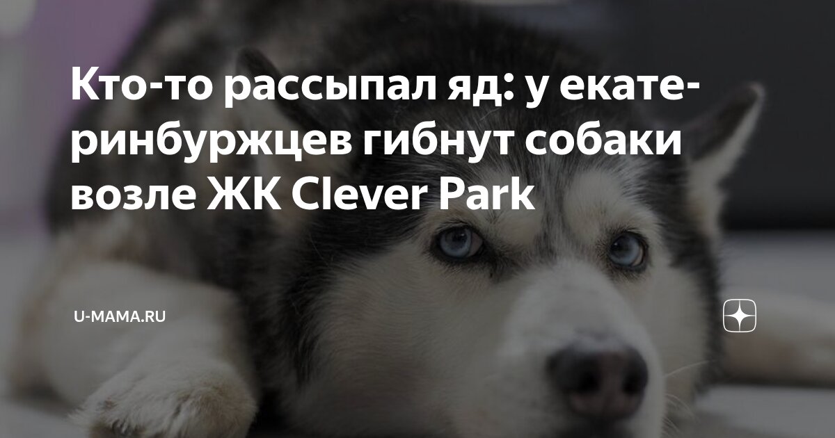 Кто-то рассыпал яд: у екатеринбуржцев гибнут собаки возле ЖК Clever ...