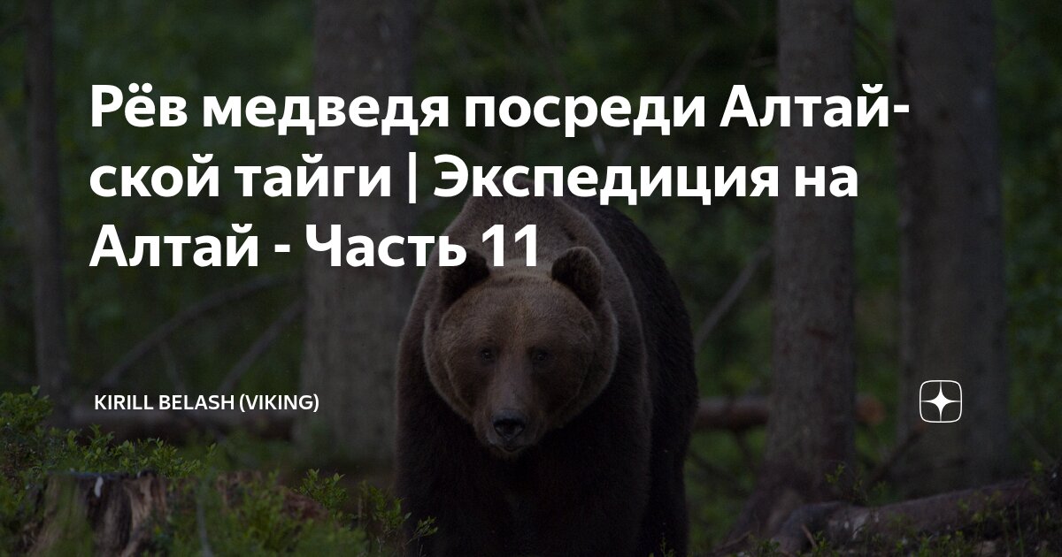 Рёв медведя посреди Алтайской тайги | Экспедиция на Алтай - Часть 11 ...