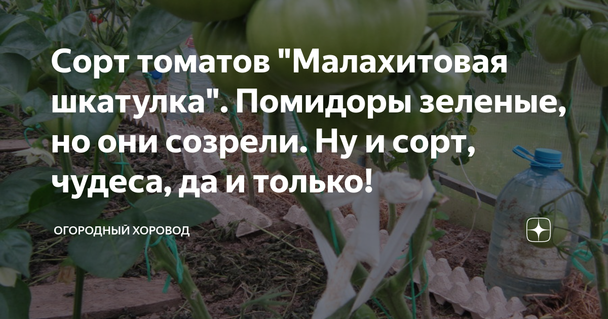 Сорт томатов "Малахитовая шкатулка". Помидоры зеленые, но они созрели ...