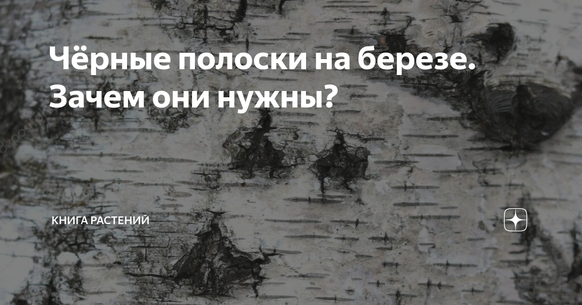 Чёрные полоски на березе. Зачем они нужны? | Книга растений | Дзен