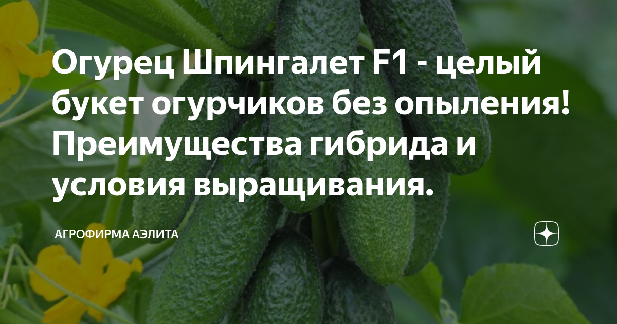 Огурец Шпингалет F1 - целый букет огурчиков без опыления! Преимущества ...