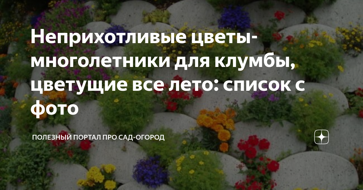 Неприхотливые цветы-многолетники для клумбы, цветущие все лето: список ...
