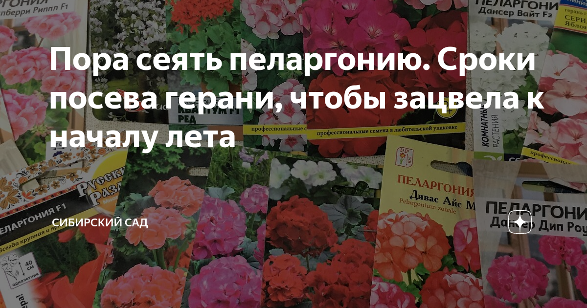 Пора сеять пеларгонию. Сроки посева герани, чтобы зацвела к началу лета ...