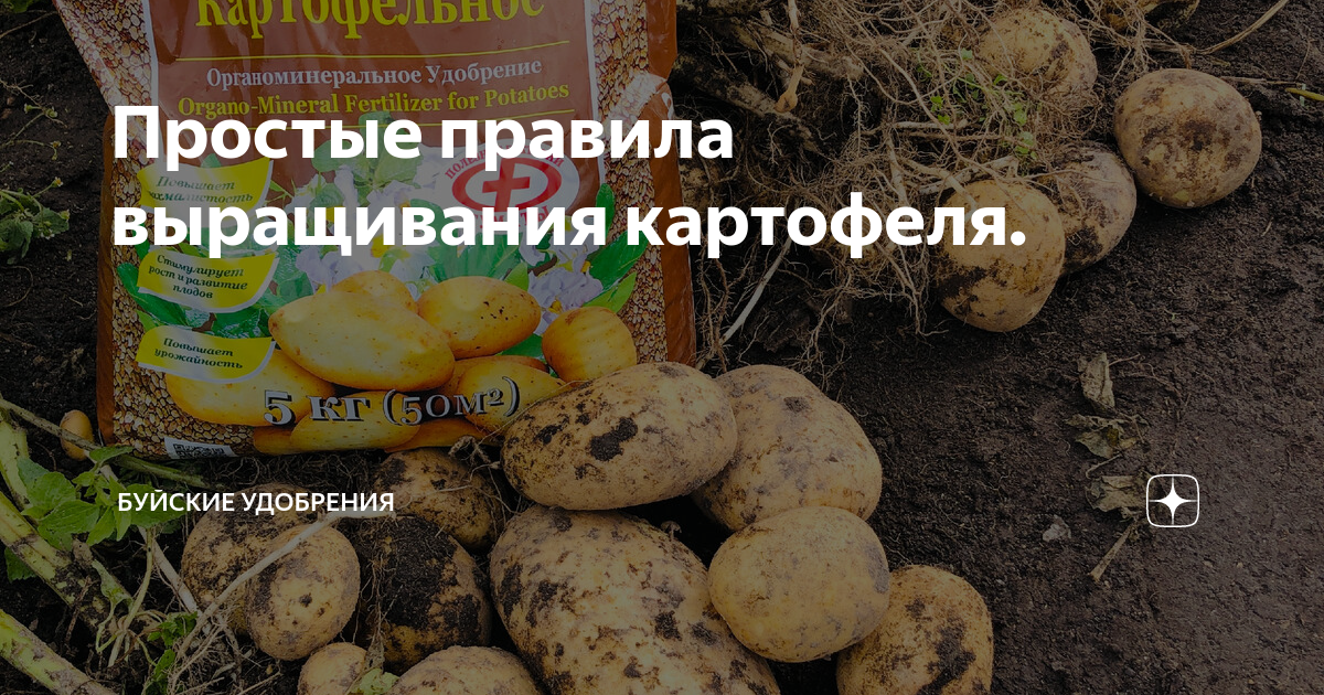 Простые правила выращивания картофеля. | Буйские Удобрения | Дзен