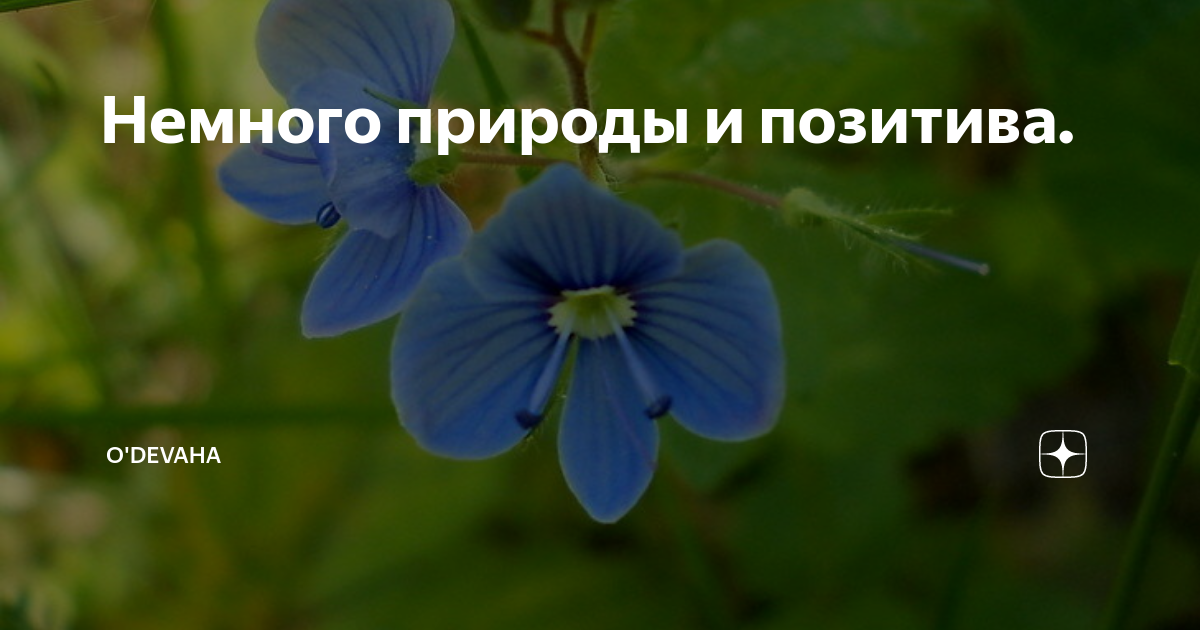 Немного природы и позитива. | O'devaha | Дзен