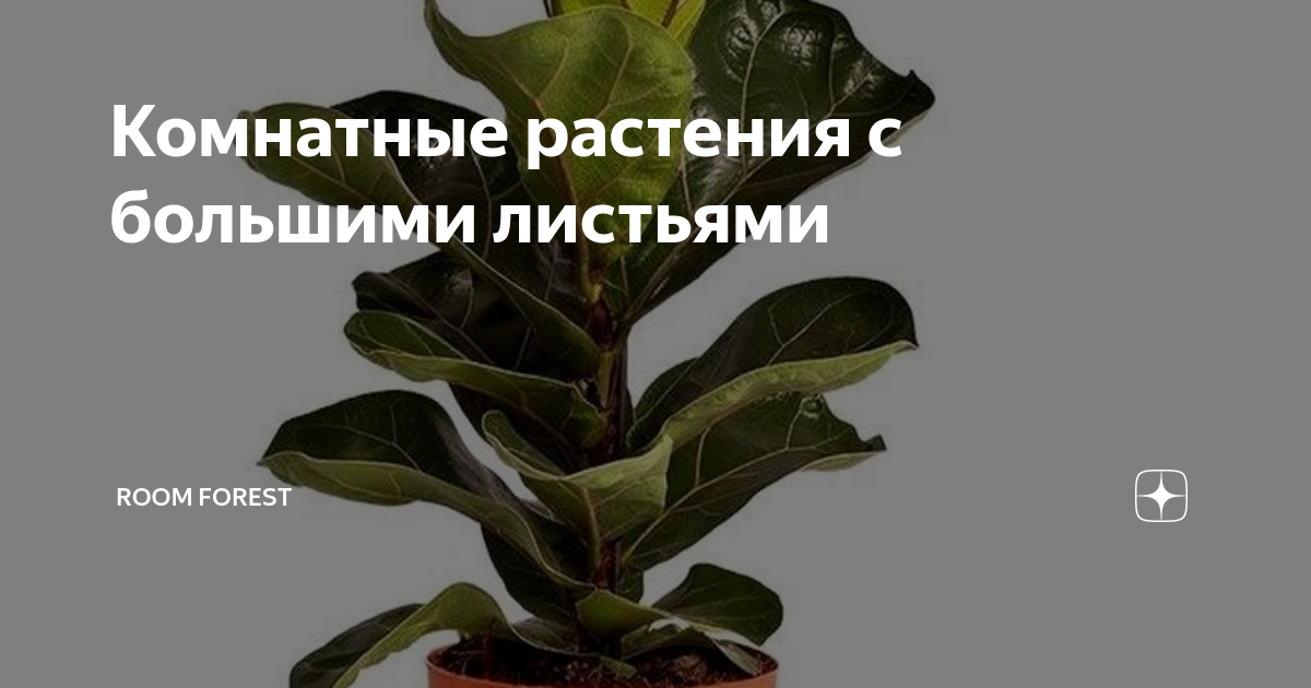 Комнатные растения с большими листьями Room Forest Дзен