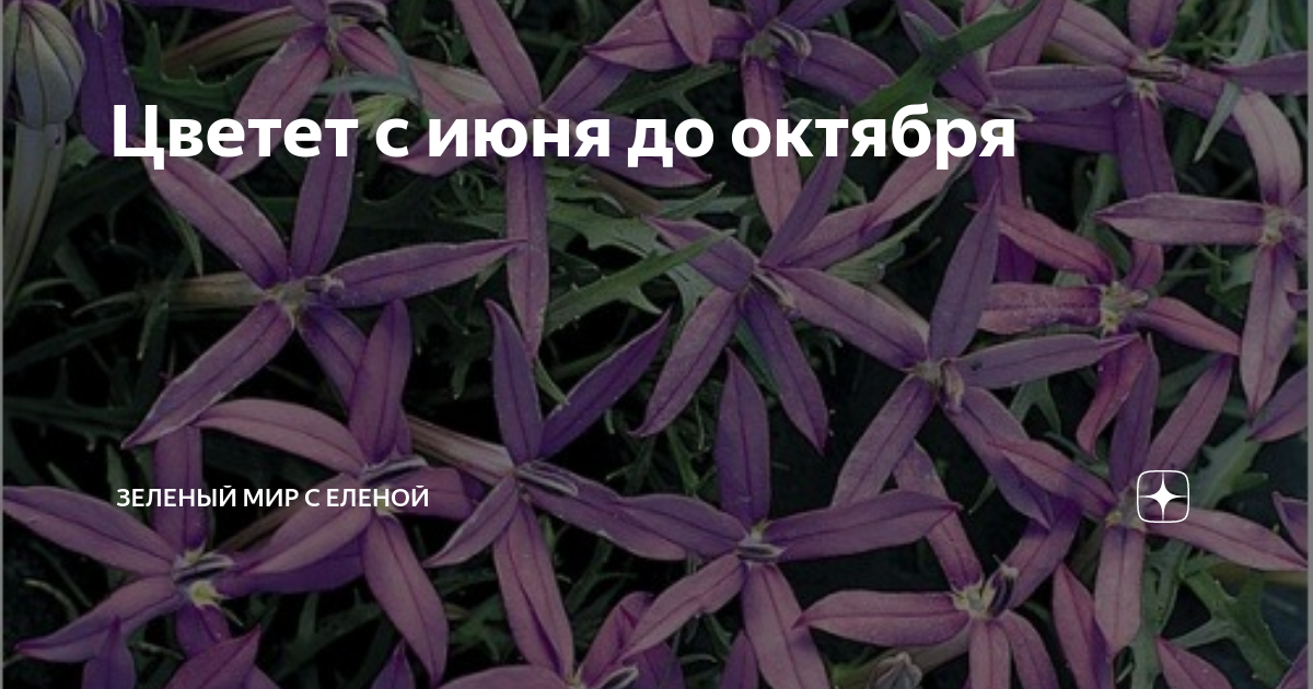 Цветет с июня до октября | ЗЕЛЕНЫЙ МИР С ЕЛЕНОЙ | Дзен