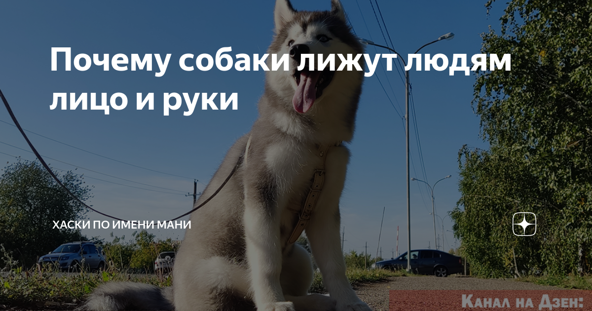 Почему собаки лижут людям лицо и руки | Хаски по имени Мани | В мире ...
