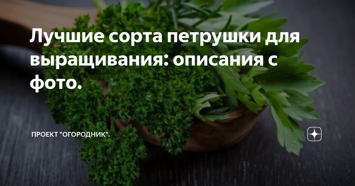 Лучшие сорта петрушки для выращивания: описания с фото. | Проект ...