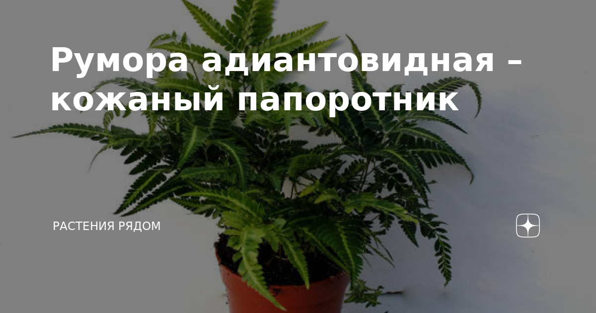 Румора адиантовидная – кожаный папоротник | Растения Рядом | Дзен