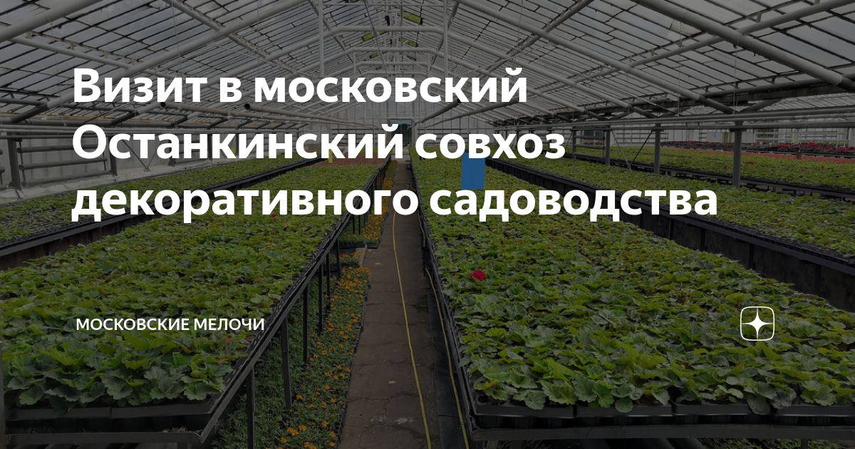 Визит в московский Останкинский совхоз декоративного садоводства | (не ...