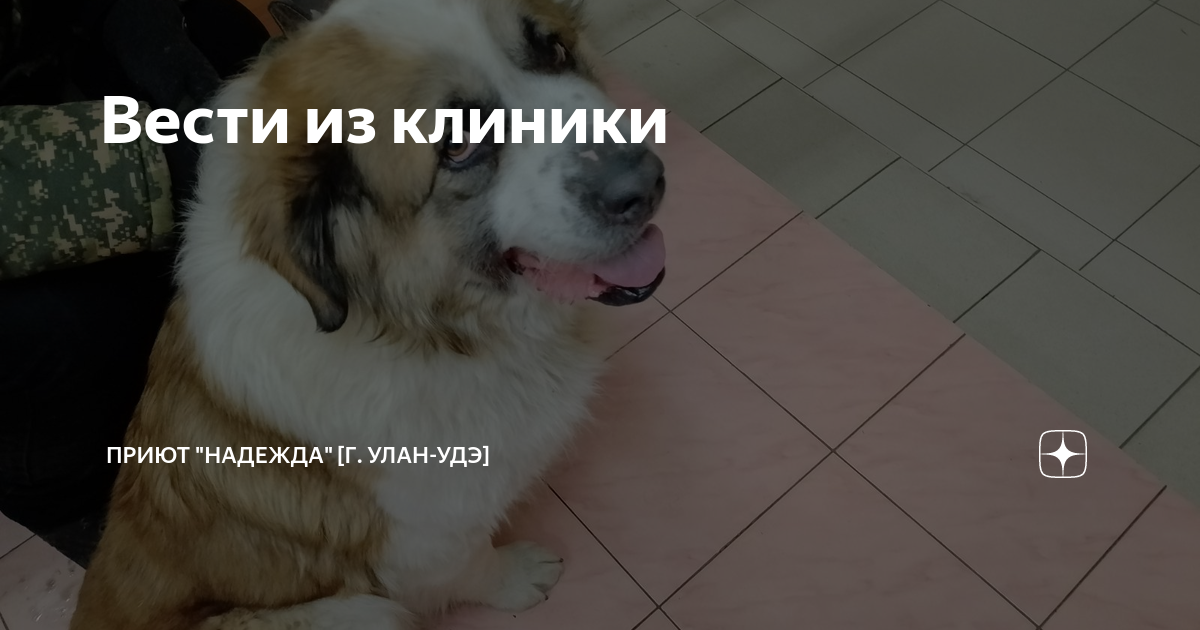 Вести из клиники Под крылом надежды [ГОО БОЗЖ] Дзен