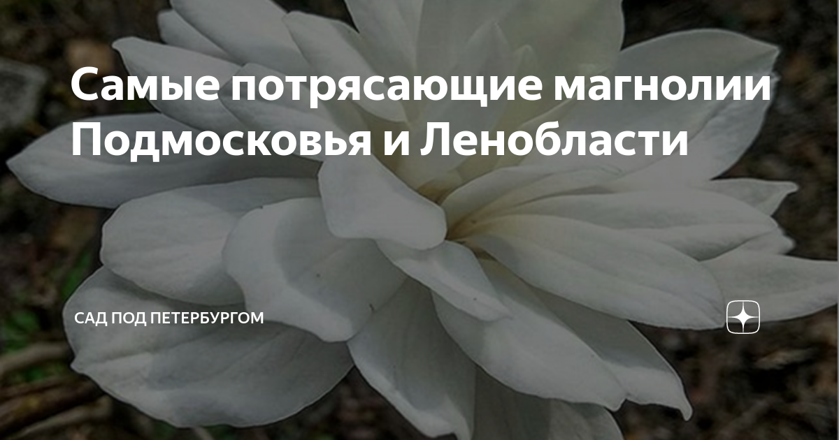Самые потрясающие магнолии Подмосковья и Ленобласти | Сад под ...