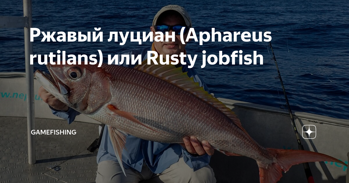Ржавый луциан (Aphareus rutilans) или Rusty jobfish | GameFishing ...