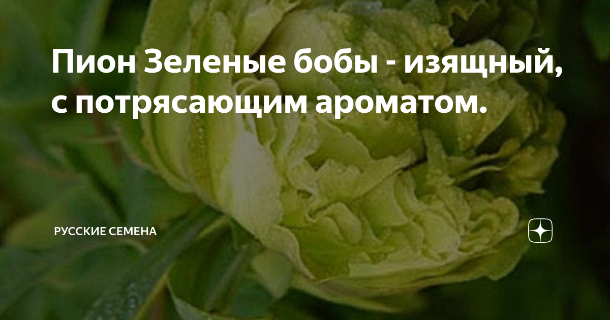 Пион Зеленые бобы - изящный, с потрясающим ароматом. | Русские Семена ...