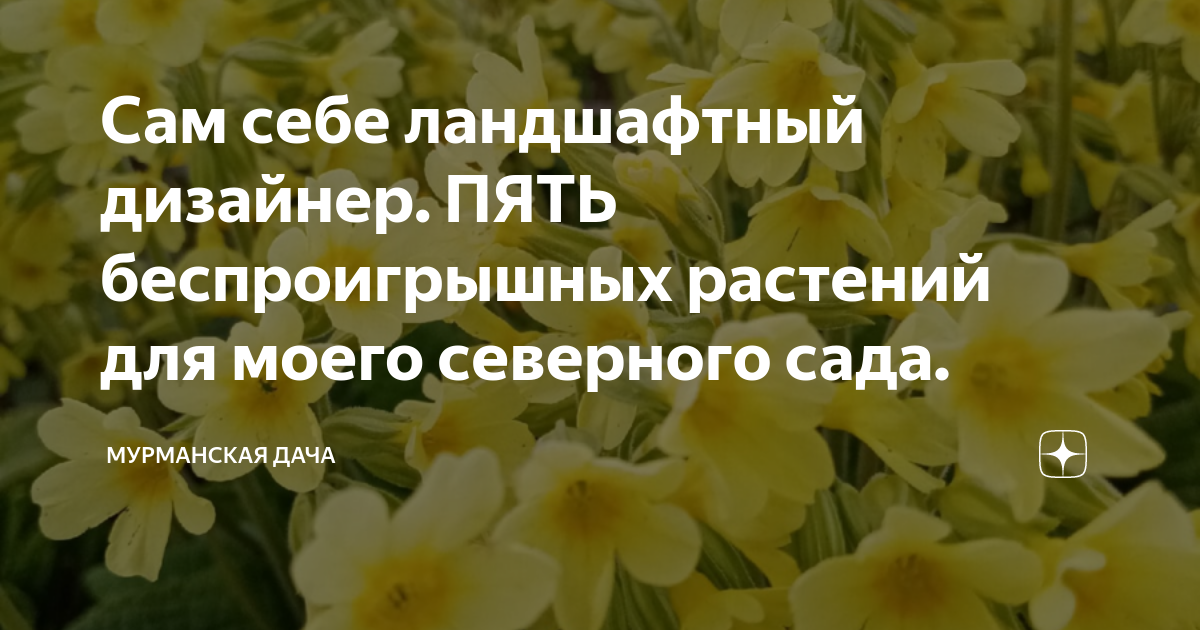Сам себе ландшафтный дизайнер ПЯТЬ беспроигрышных растений для моего