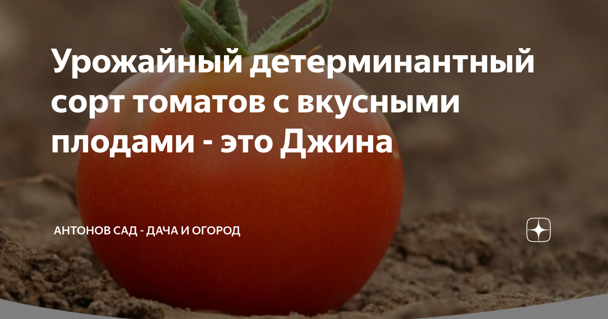 Урожайный детерминантный сорт томатов с вкусными плодами - это Джина ...