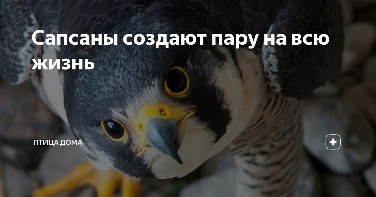 Сапсаны создают пару на всю жизнь | Птица дома | Дзен