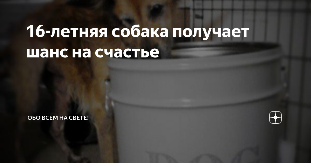 16-летняя собака получает шанс на счастье | Обо всем на свете! | Дзен