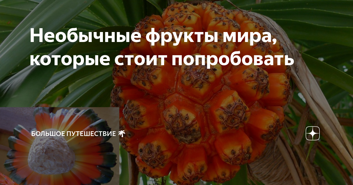 Необычные фрукты мира которые стоит попробовать Большое путешествие
