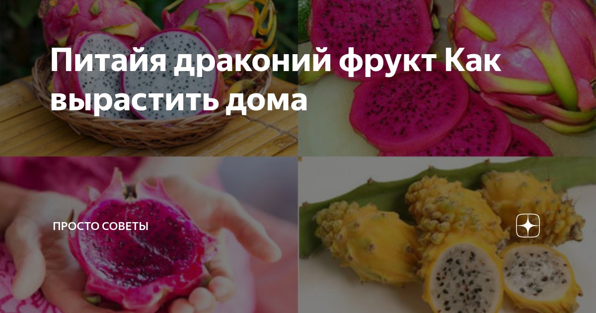 Питайя драконий фрукт Как вырастить дома | Просто советы | Дзен