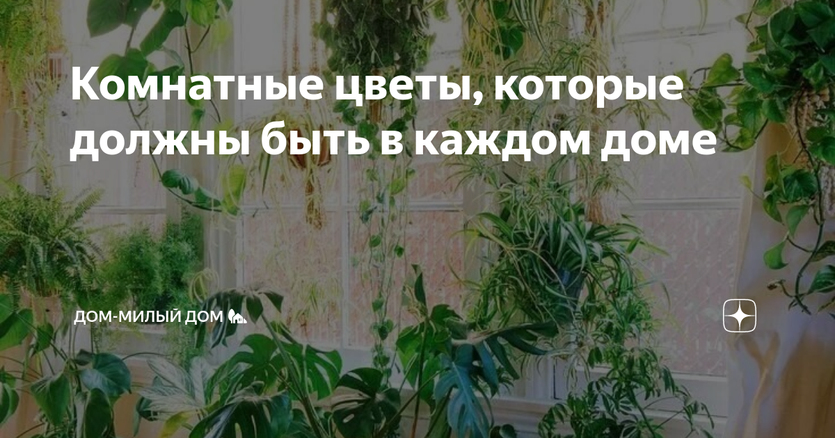 Комнатные цветы которые должны быть в каждом доме Дом милый дом 🏡 Дзен