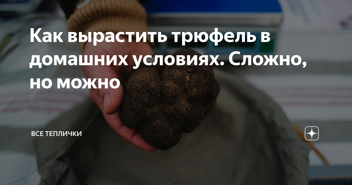 Как вырастить трюфель в домашних условиях Сложно но можно Все