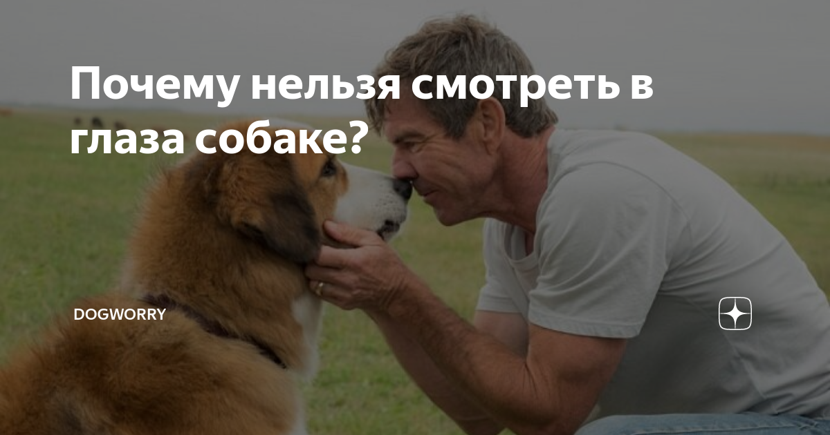 Почему нельзя смотреть в глаза собаке? | Dogworry | Дзен