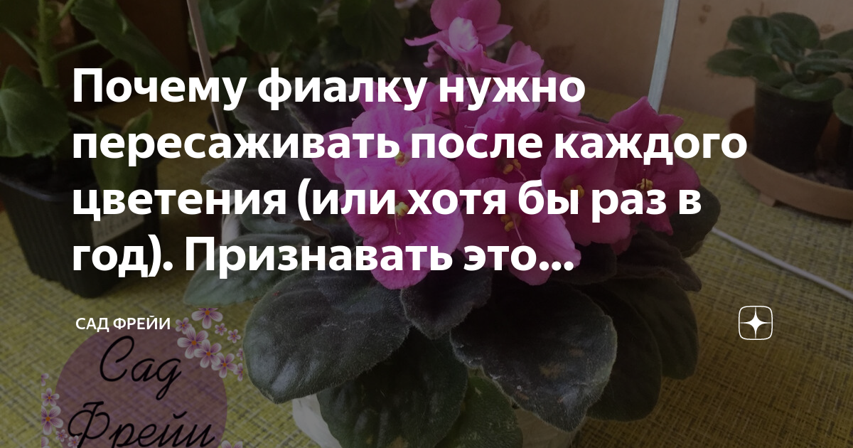 Почему фиалку нужно пересаживать после каждого цветения (или хотя бы ...