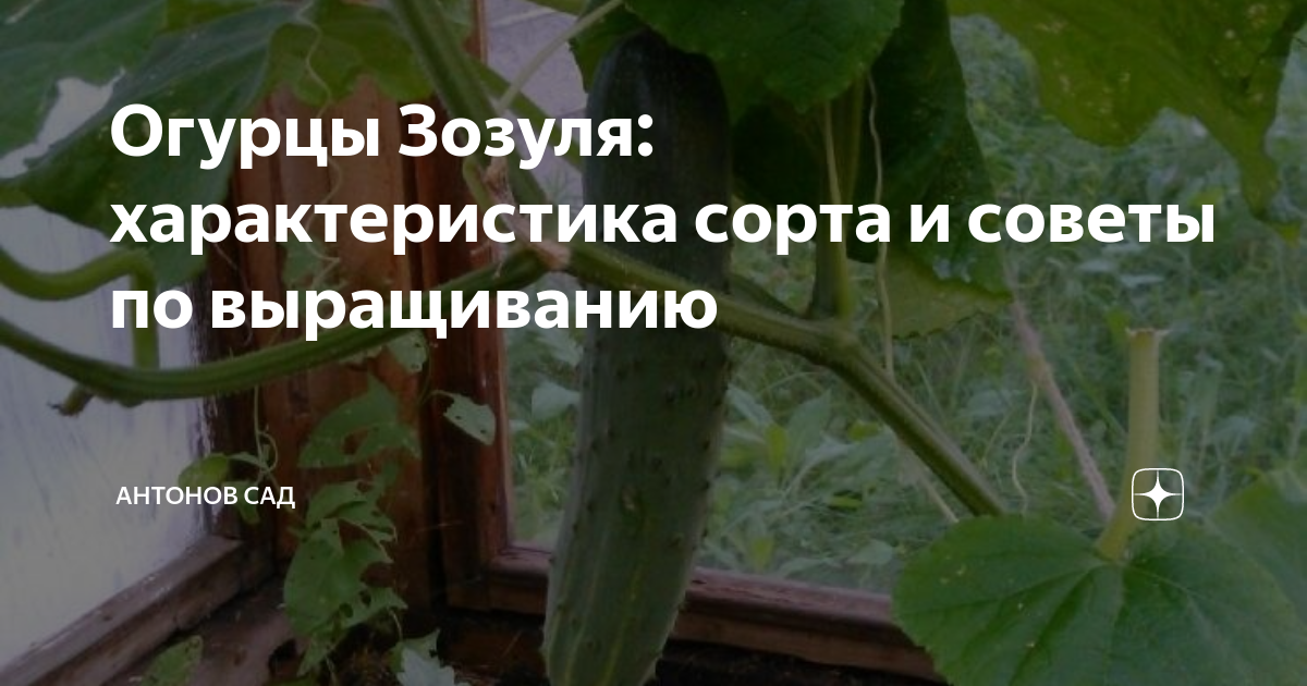 Огурцы Зозуля: характеристика сорта и советы по выращиванию | Антонов ...