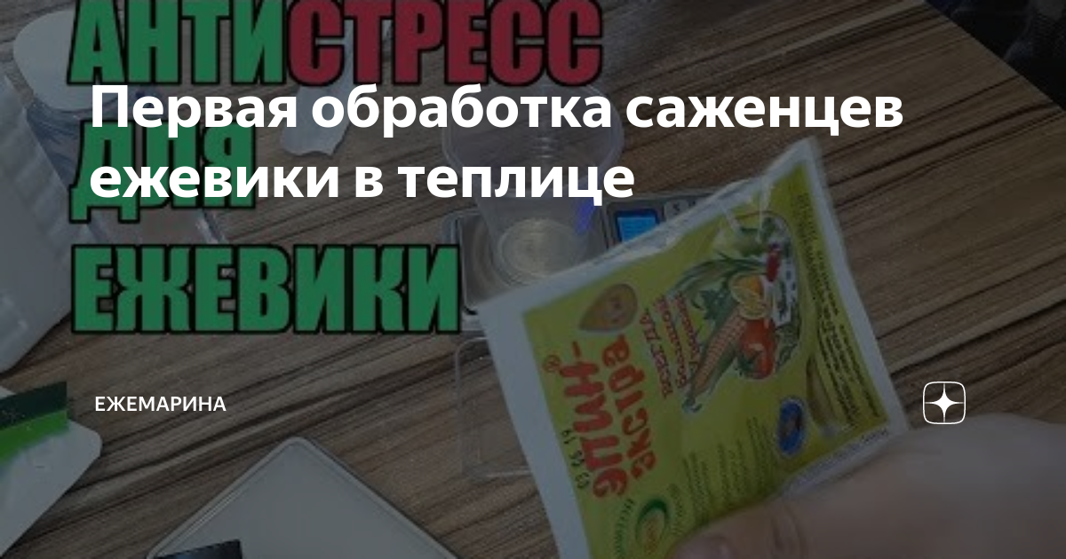 Первая обработка саженцев ежевики в теплице | ЕжеМарина | Дзен