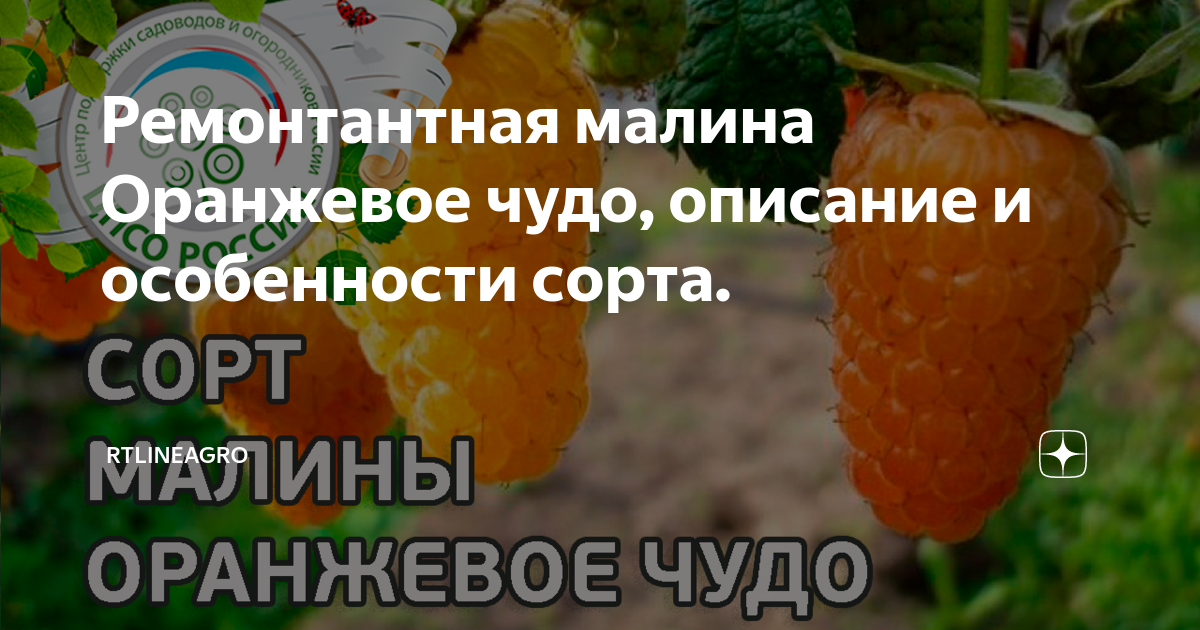 Ремонтантная малина Оранжевое чудо, описание и особенности сорта ...
