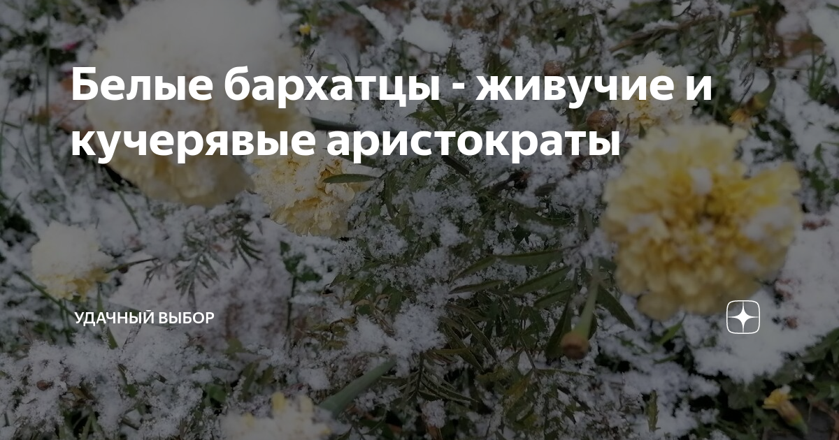 Белые бархатцы - живучие и кучерявые аристократы | уДачный выбор | Дзен
