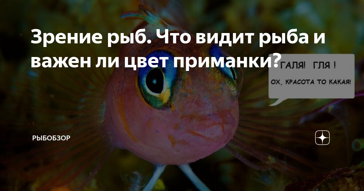 Зрение рыб. Что видит рыба и важен ли цвет приманки? | РЫБОБЗОР | Дзен