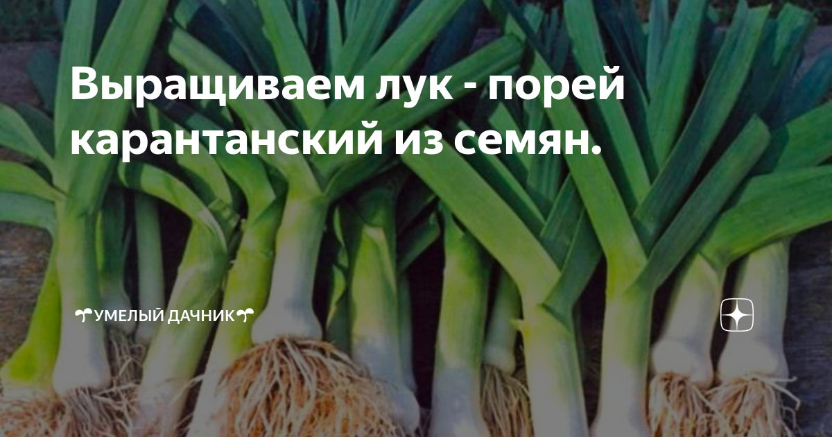Выращиваем лук - порей карантанский из семян. | 🌱Умелый дачник🌱 | Дзен