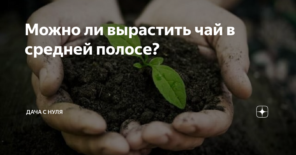 Можно ли вырастить чай в средней полосе? | Дача с нуля | Дзен
